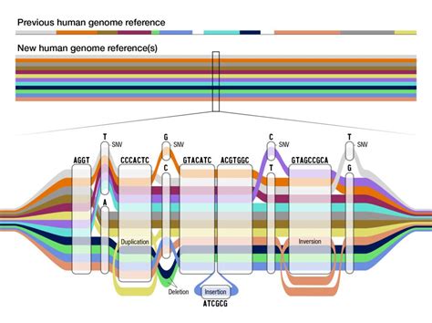 Why The Updated Map Of The Human Genome Matters Bionews
