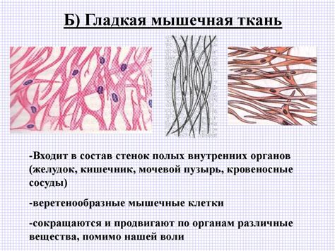 Типы тканей и их свойства Биология 8 класс презентация онлайн