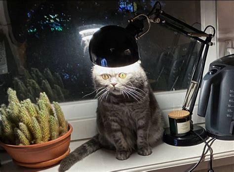 Кот и лампа Пикабу