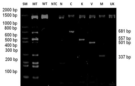 Prevalence Of G6pd Deficiency And G6pd Variants Amongst The Southern Thai Population [peerj]