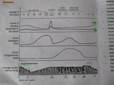 Hormonal Relice In The Mestral Cycle Flashcards Quizlet