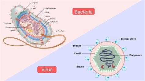 Difference Between Gram Positive And Gram Negative Bacteria Gram