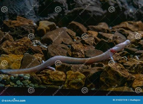 The Olm Or Proteus Or Proteus Anguinus Is An Aquatic Salamander In The