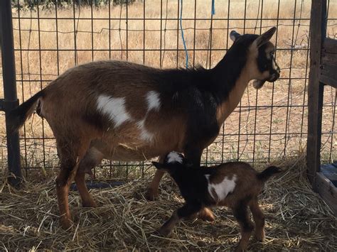 Udder Development The Goat Spot Forum