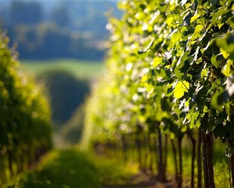 Wine Archives | Serbia Incoming™ DMC
