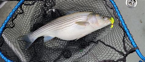 Fly Fishing For Striped Bass
