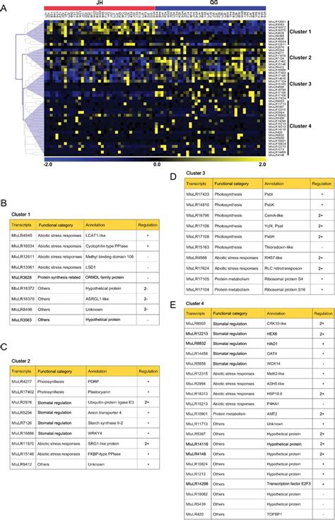 A Hierarchical Clustering Of 48 Candidate Genes Differentially