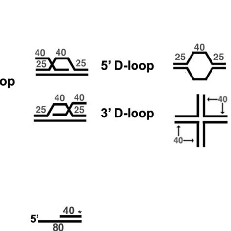 Examples Of Helicase Assay Substrates A A Variety Of Helicase