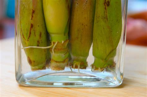 Suited To The Seasons Lemongrass