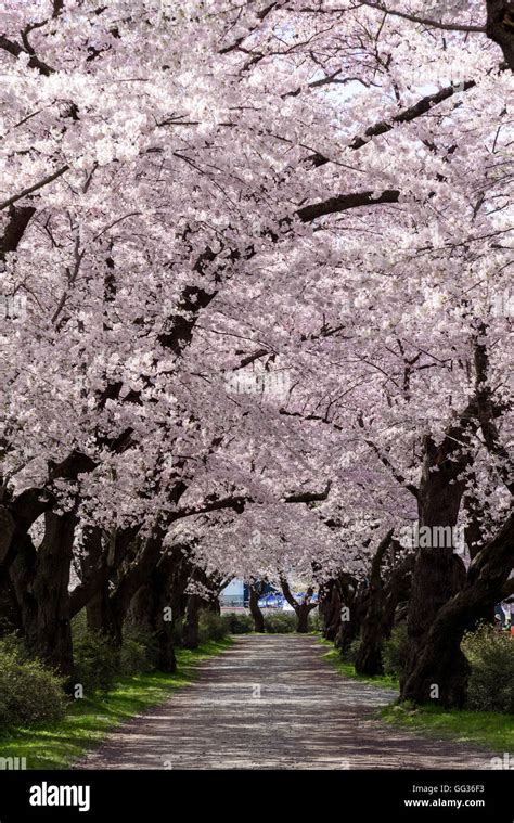 Cherry Blossom Tree Path Cherry Tree Path Free Photo Download