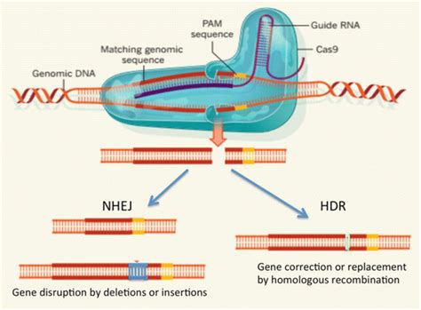 Crispr Cas9 What Is It And What Are Its Implications Technology And