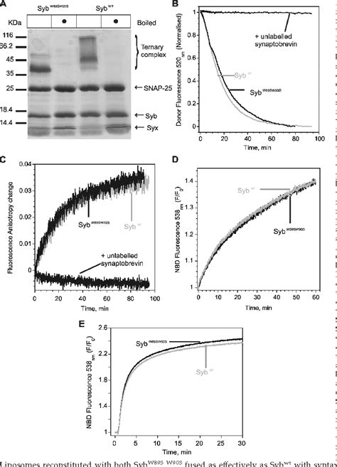 Figure 2 From Determinants Of Synaptobrevin Regulation In Membranes