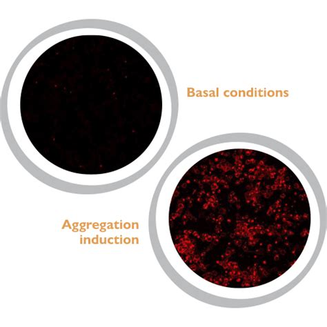 Sod1 A4v Aggregation Assay Cell Line Innoprot Cell Lines For Als