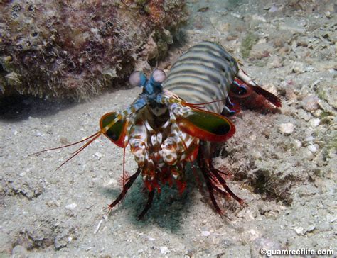 Stomatopods Guamreeflife