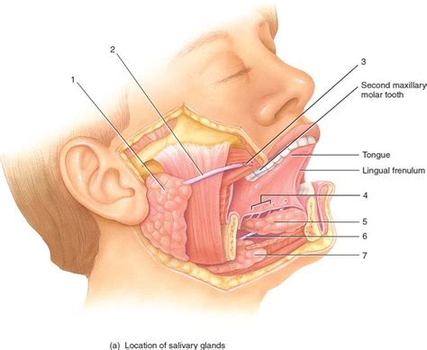 Lab 8 Oral Cavity Glands And Ducts Diagram Quizlet