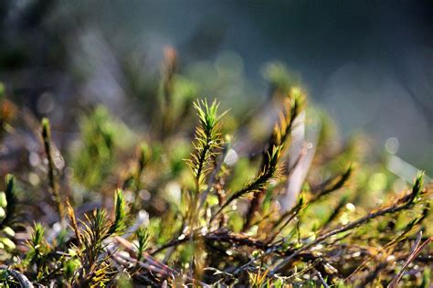 苔藓 森林 春天 Pixabay上的免费照片 Pixabay