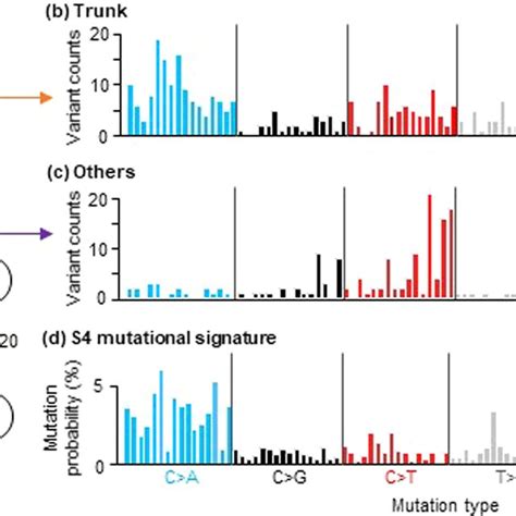 Clone Phylogeny And Variant Counts From A Lung Cancer Patient A Clone