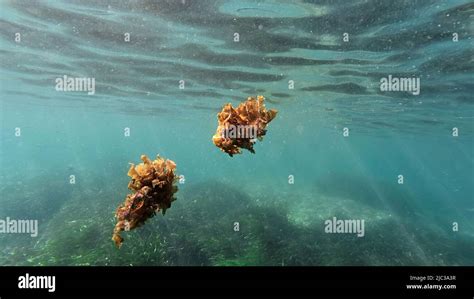 Marine Algae Growing On Rocks Overtime Is Floating Under Water In