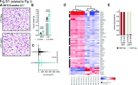 Figure S1 Ibat Lipid Accumulation In Thermoneutral Housing And