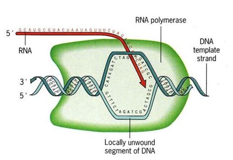 7 DNA Dependent RNA Synthesis In Addition To Elongate MRNA RNA Download Scientific Diagram