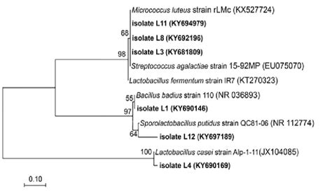 phylogenetic tree showing the relationship of lab isolates and their