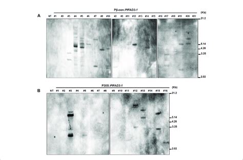 Genomic Southern Blot Analysis Of Pffad3 1 Transgenic Soybean T 0
