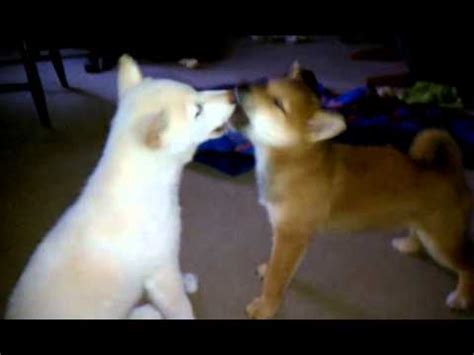 3 Month Old Shiba Inu Scream Off Youtube
