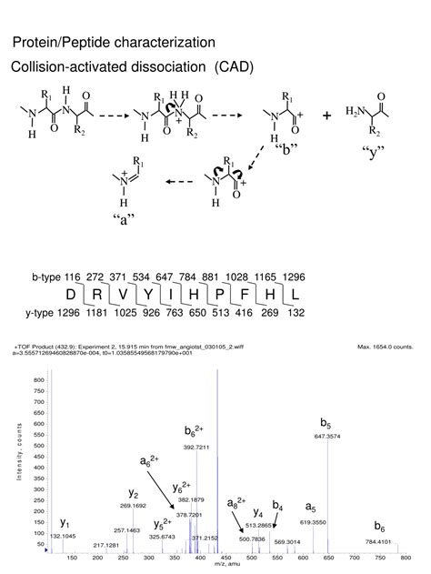 Ppt Proteinpeptide Characterization Powerpoint Presentation Free