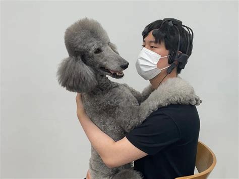 Los Perros Pueden Generar Ondas Cerebrales De Relajación” En Las