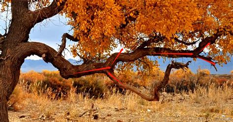 Speedtree Speedtree Csdn