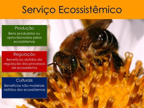 Vera Lucia Imperatriz Fonseca Os Serviços Ecossistêmicos Das Abelhas