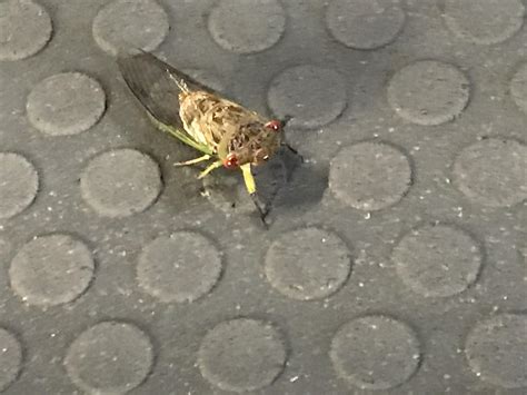 What Is This Guy R Bugidentification