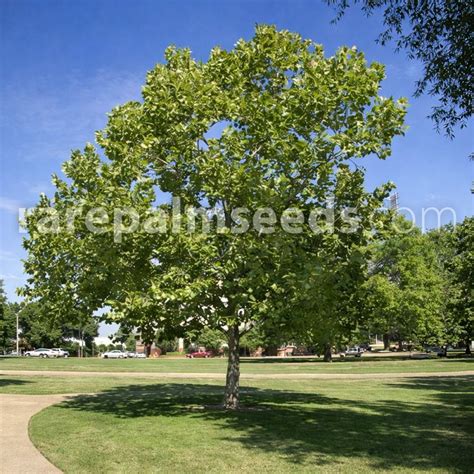 Platanus Occidentalis Sycamore Buy Seeds At