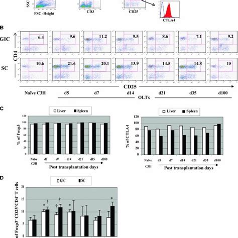 Foxp3 Cd25 Cd4 T Cells Within Grafts And Host Spleens Are