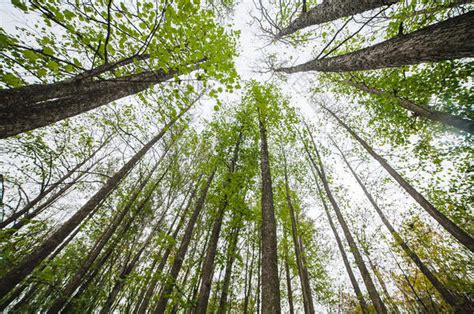 生物群系分支每年落叶的生态系统植物区系图片 包图网企业站
