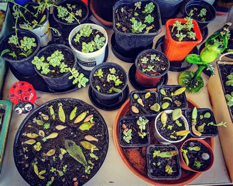 My Lady Bug And Frog Watching Over The Succulent Station
