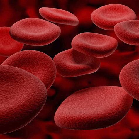 Eritrocitos La Guía de las Vitaminas
