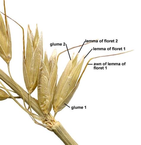 Arrhenatherum Elatius Tall Oat Grass Go Botany