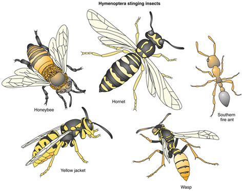 Wasp Vs Hornet Vs Yellow Jacket