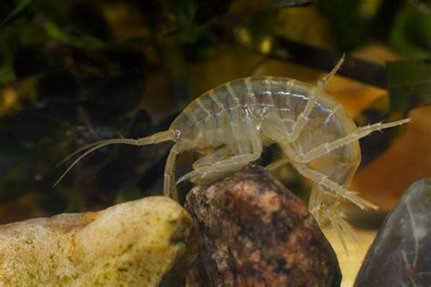 Гаммарус (Gammarus Pulex) | АкваДомик