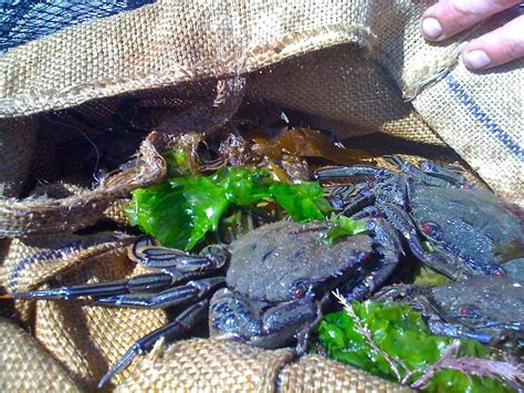 Forage And Cook Foraging Courses Coastal Survival School