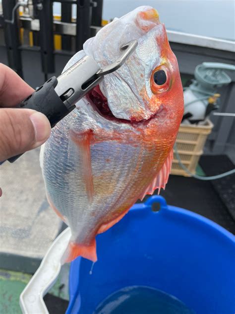 Hioto さんの 2023年05月18日のレンコダイの釣り・釣果情報若狭湾 アングラーズ 釣果400万件の魚釣り情報サイト