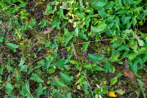 Dealing With Bindweed The Best Approach To Eliminate It