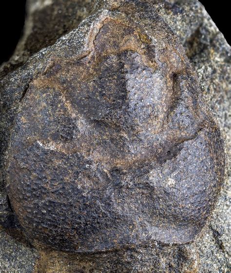 New Species Of Cretaceous Porcelain Crab From Vancouver Island