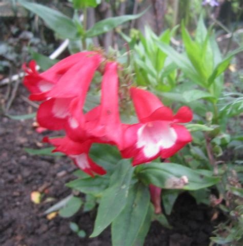 Penstemon Picotee Red Still Going Strong Grows On You