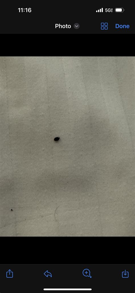 Is This A Bedbug Found In My Friends Bed R Bedbugs
