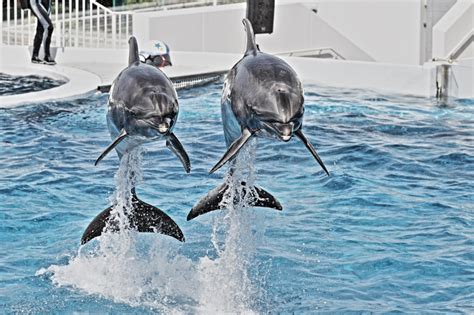 みさき公園 By ラムの飼い主 （id：1757328） 写真共有サイトphotohito