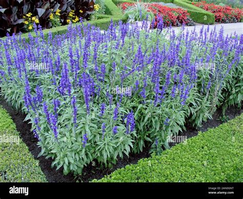 Salvia Farinacea Blue Victoria Banque De Photographies Et Dimages à