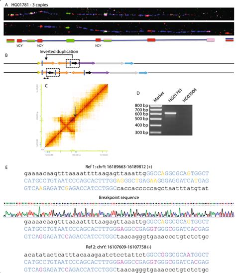 Palindrome Expansion A E Of Figs 2 3 And 4 Show Results From Download Scientific Diagram