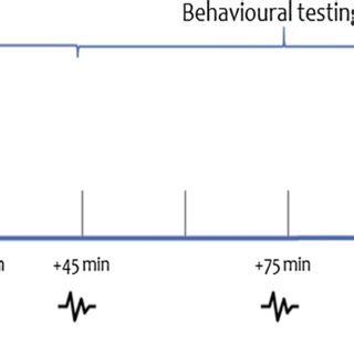 Procedures And Timeline During The Testing Session Download Scientific Diagram